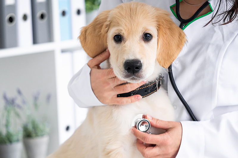 ACL Surgery for Canines Dogs - Top Rated Pet Vet in West Chester, OH ... ACL Surgery for Canines Dogs - Top Rated Pet Vet in West Chester, OH ...